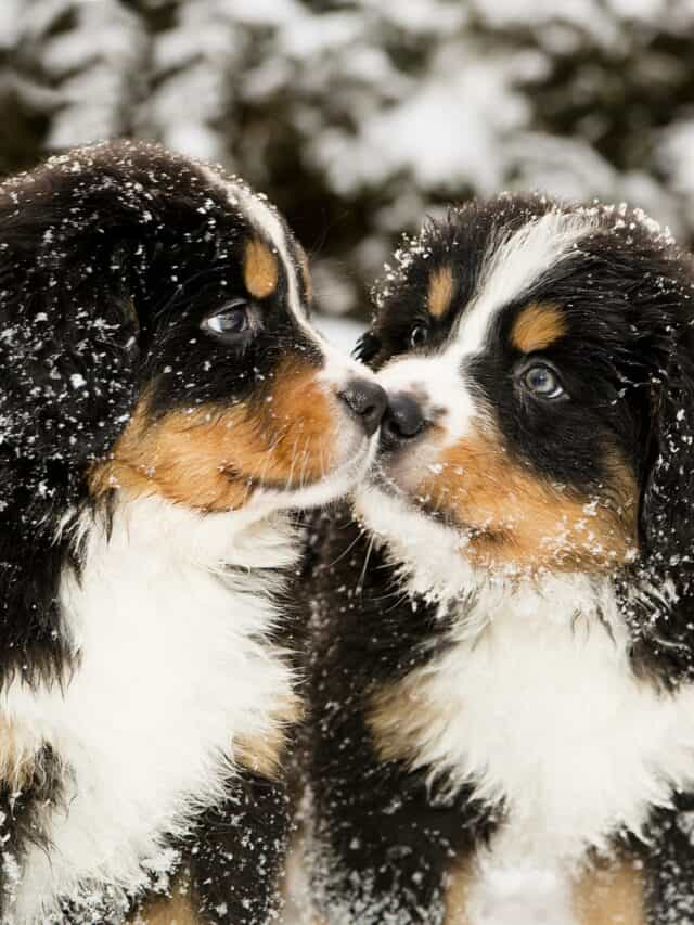 Bernese Mountain Dog - Animals Around The Globe