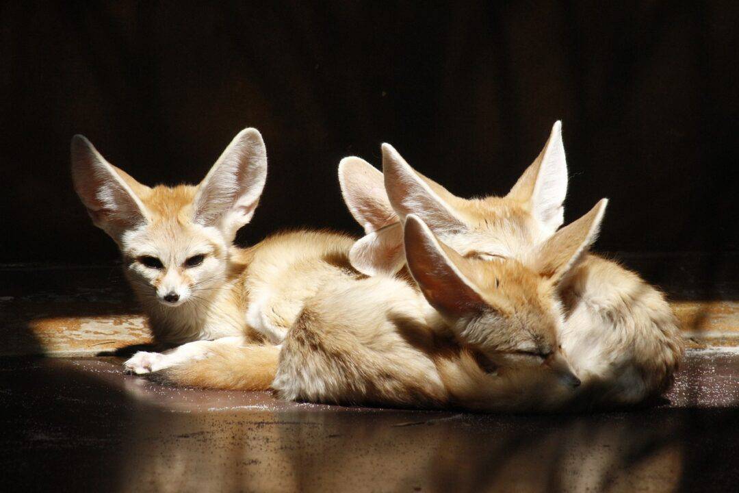 Why the Sahara Desert Is the Best Place to Spot Fennec Foxes - Animals ...