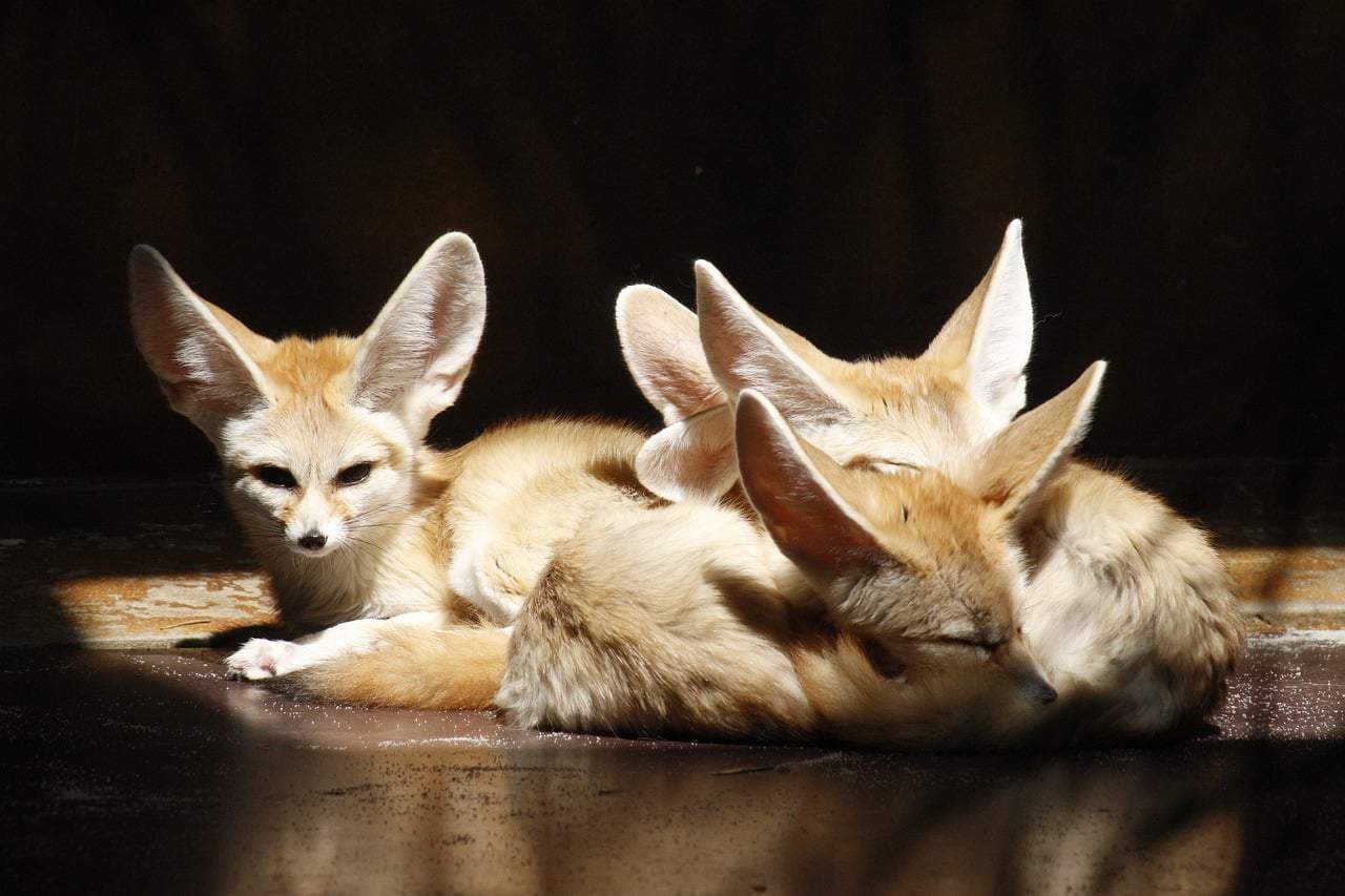 Why the Sahara Desert Is the Best Place to Spot Fennec Foxes - Animals ...