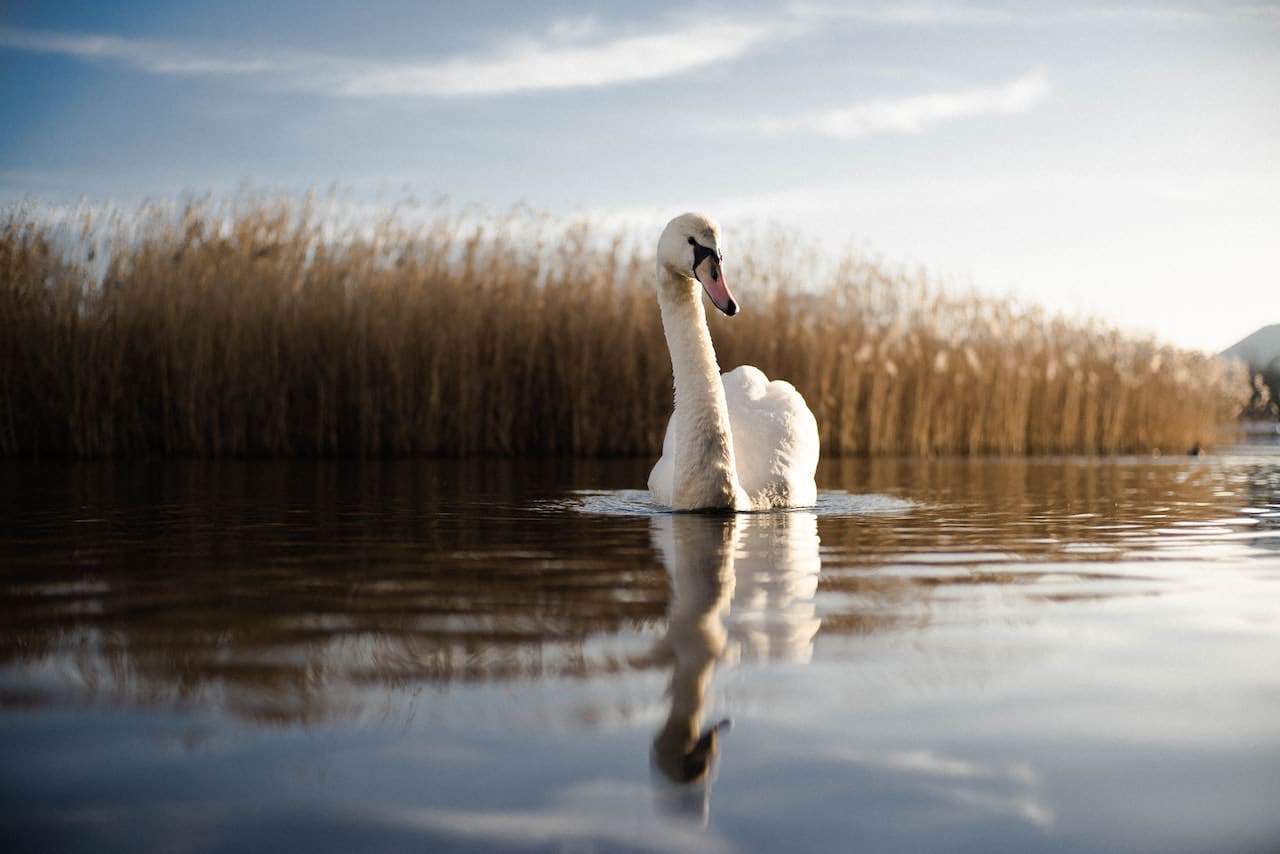 Aggressive Swans Cause Locals To Arm Themselves - Animals Around The Globe
