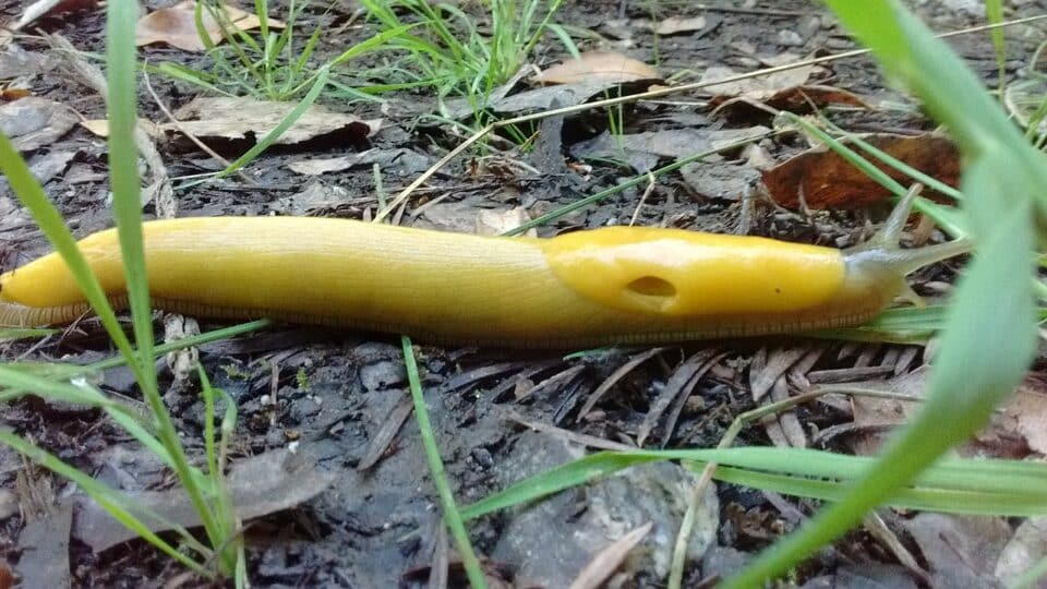 Top 10 Slowest Animals - Animals Around The Globe
