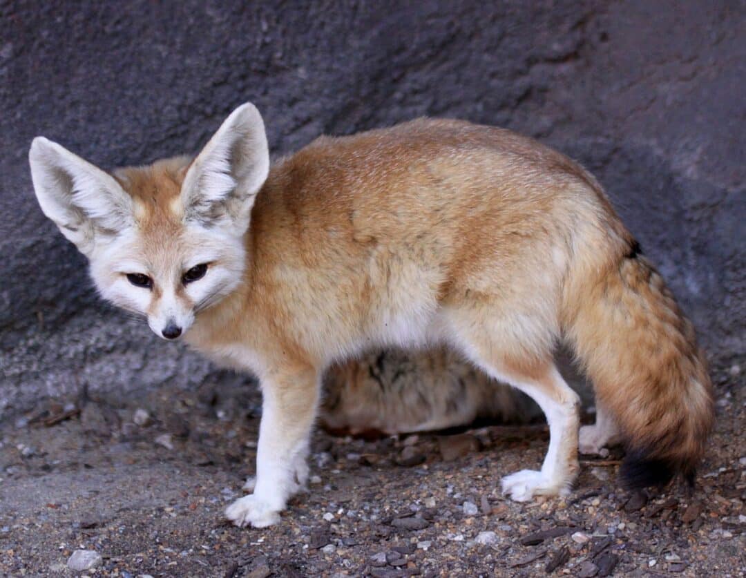 Why the Sahara Desert Is the Best Place to Spot Fennec Foxes - Animals ...