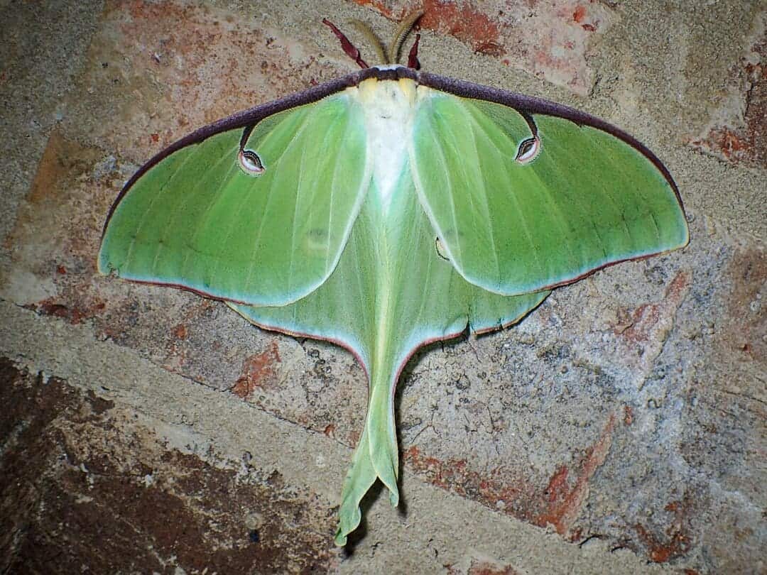 Top 10 Nocturnal Animals - Animals Around The Globe