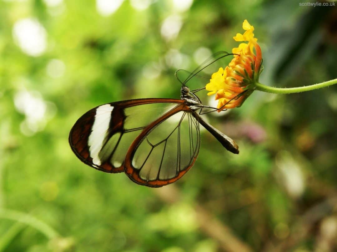The Glasswing Butterfly: Nature’s Invisible Beauty