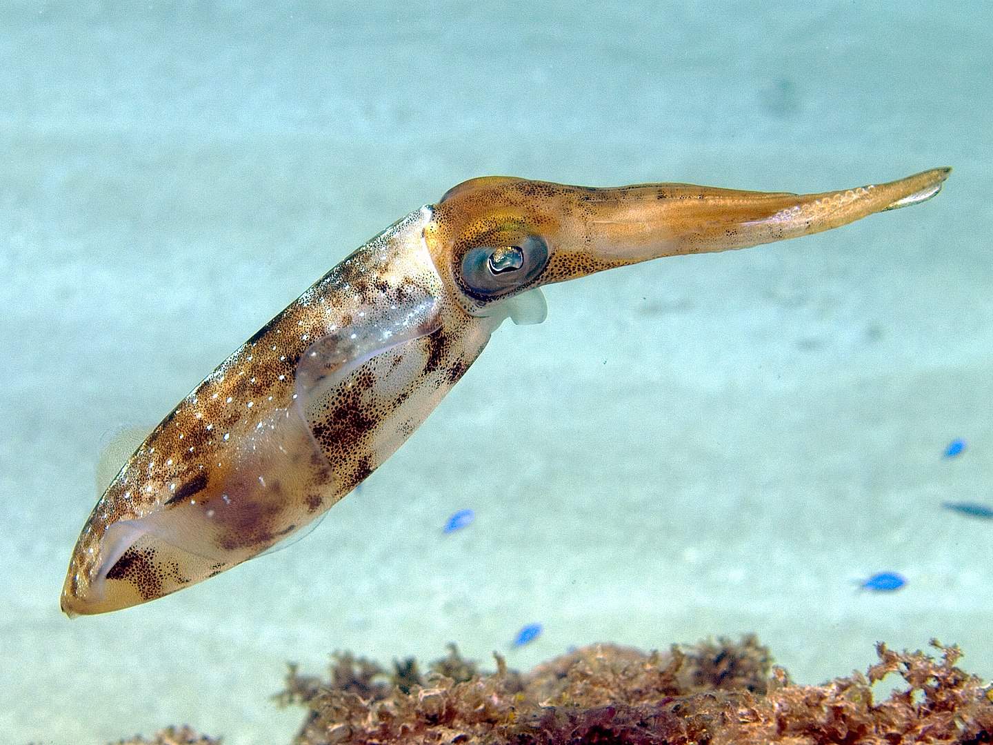 13 Wild Animals That Can Change Color Instantly - Animals Around The Globe