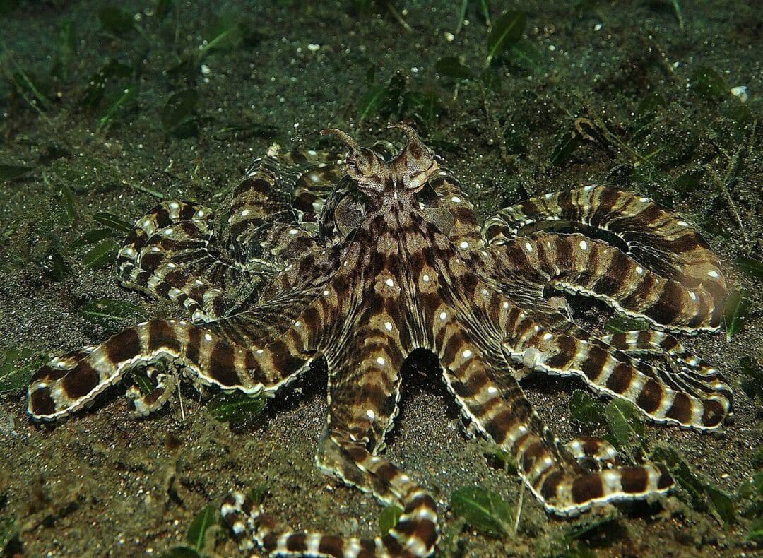The Octopus That Can Shape-Shift Like a Sci-Fi Alien