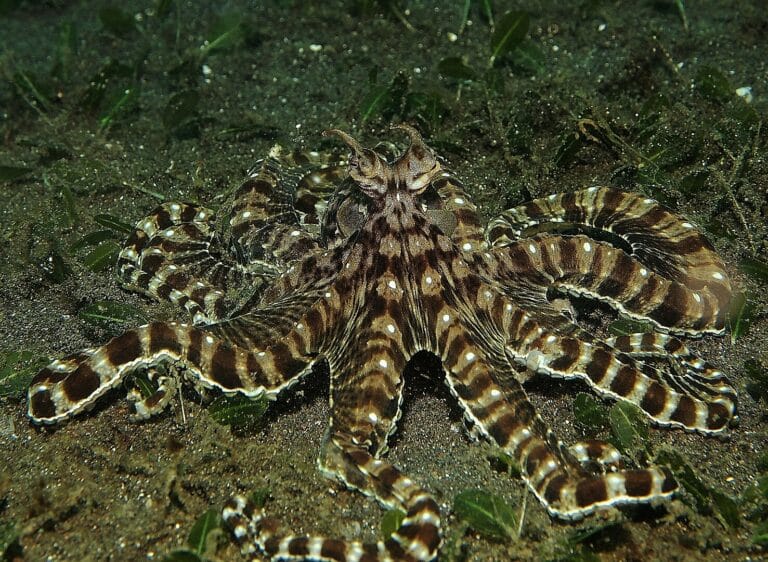 Camouflage and Mimicry: Survival Tactics in the Animal World. - Animals ...
