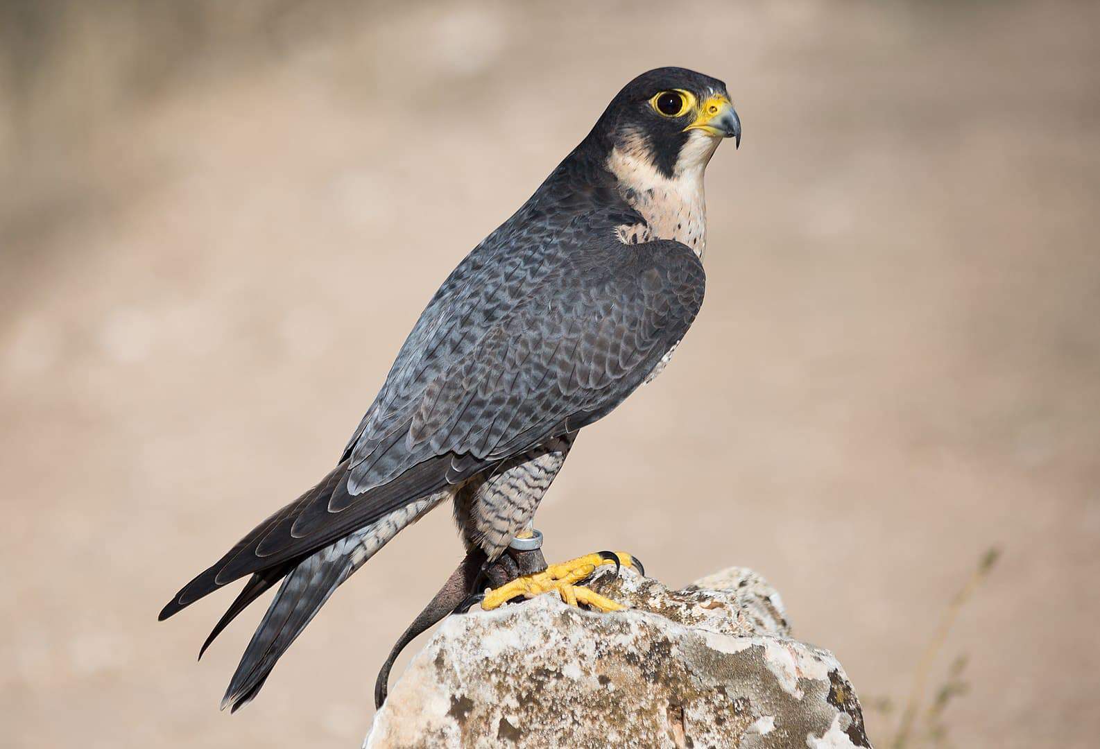 Los 10 animales voladores más populares – Wiki Blog