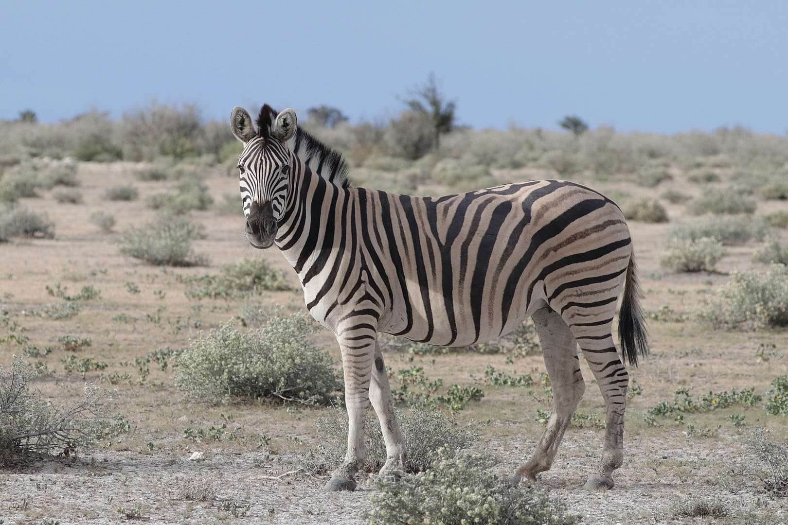 Los 10 animales con pezuñas más populares