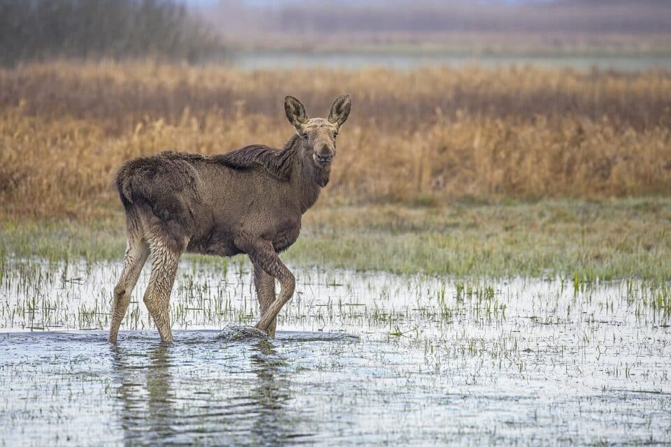 Top 10 Hoofed Animals - Animals Around The Globe