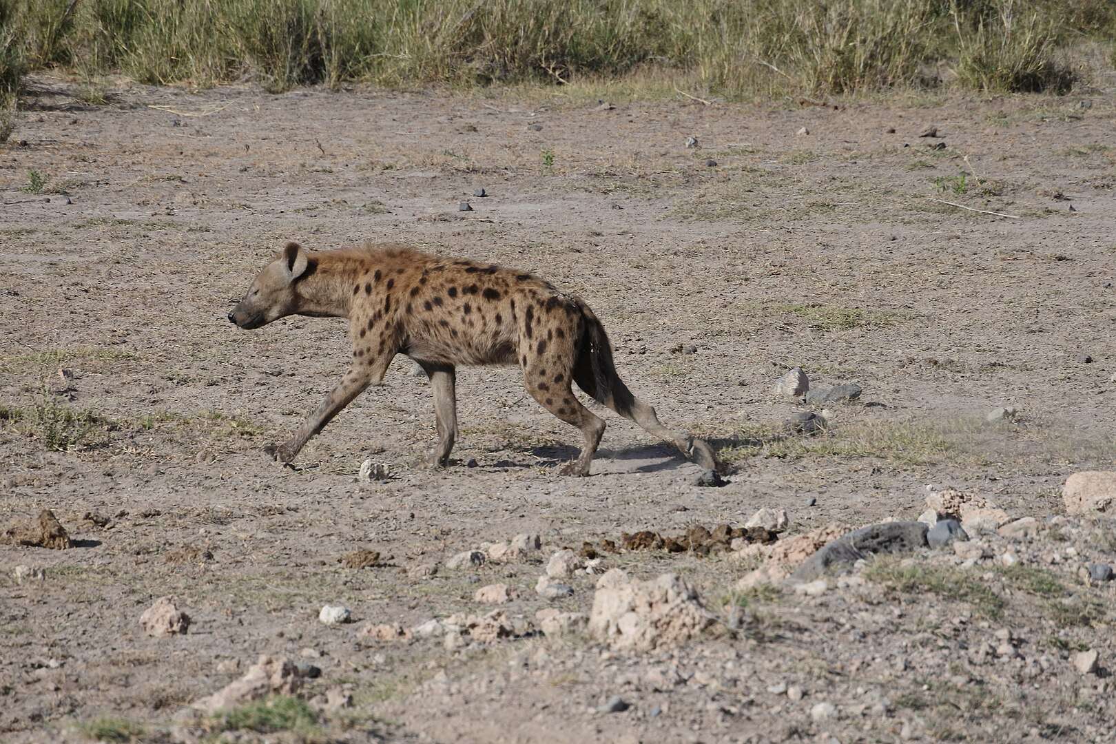 Los 10 Animales Mas Importantes del Safari Africano – Wiki Blog