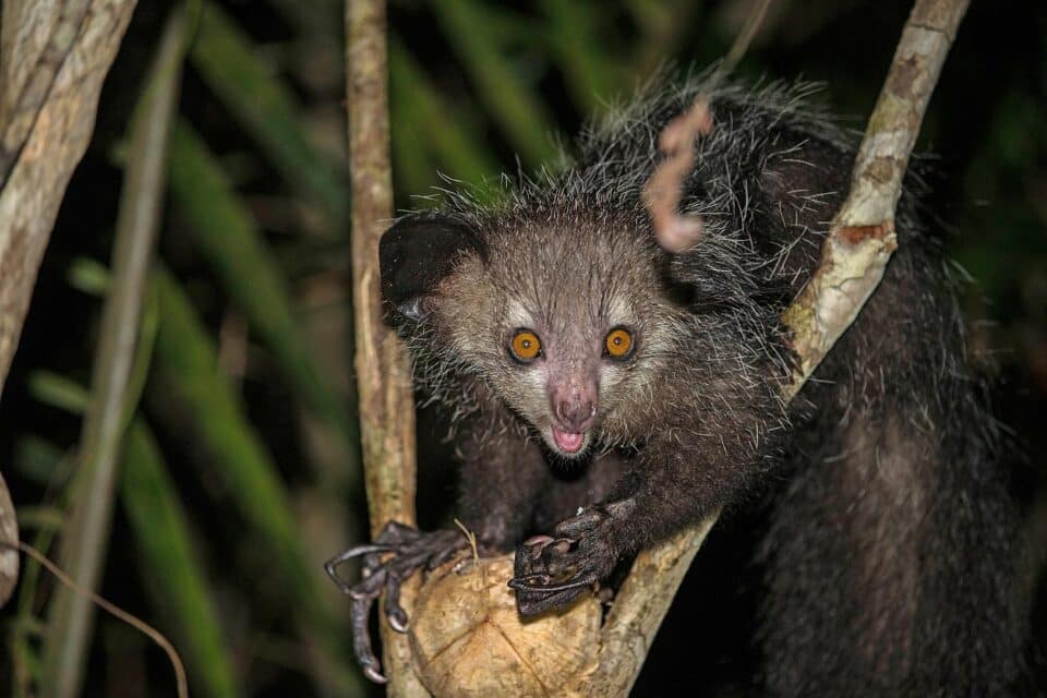 Top 10 Weird Animals - The Strangest Creatures on Earth