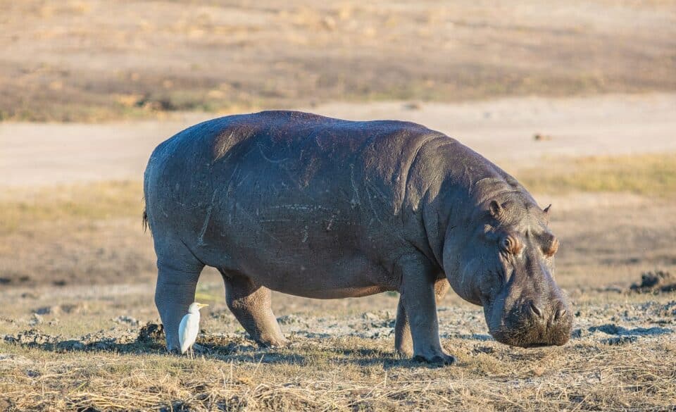 Top 10 Hoofed Animals - Animals Around The Globe