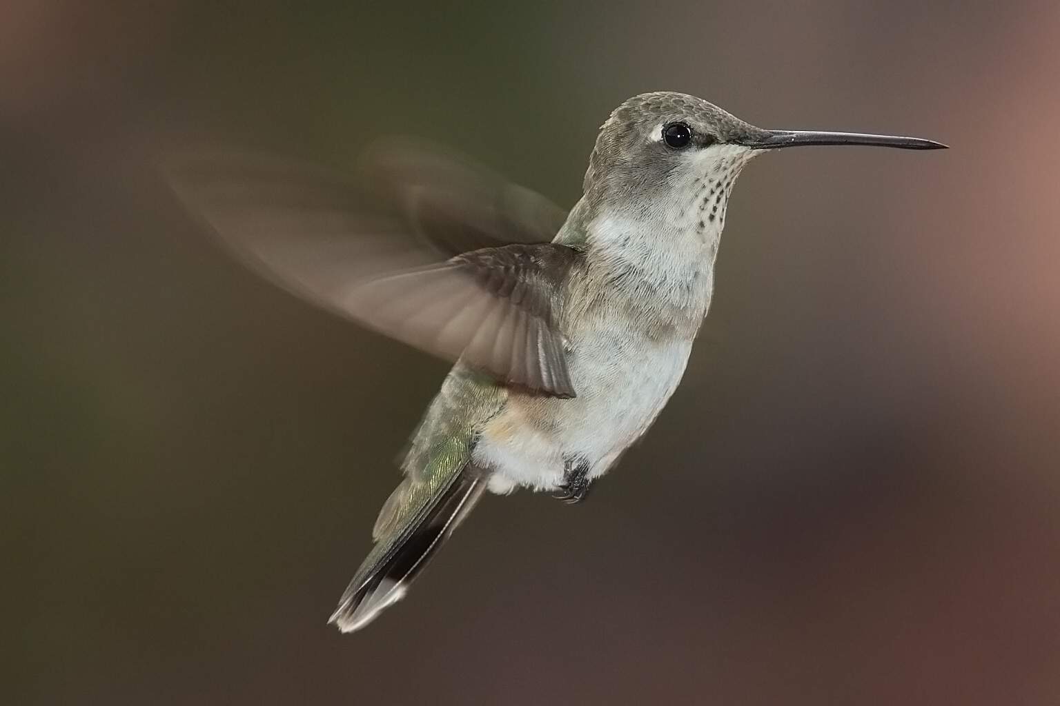 Los 10 animales voladores más populares – Wiki Blog