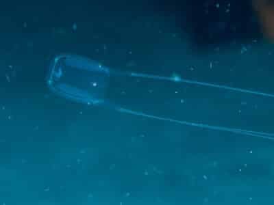 Just in: Jellyfish Can Learn Despite Not Having Brains - Animals Around ...