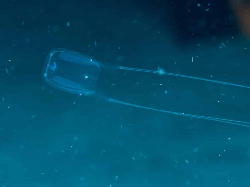 Just in: Jellyfish Can Learn Despite Not Having Brains - Animals Around ...