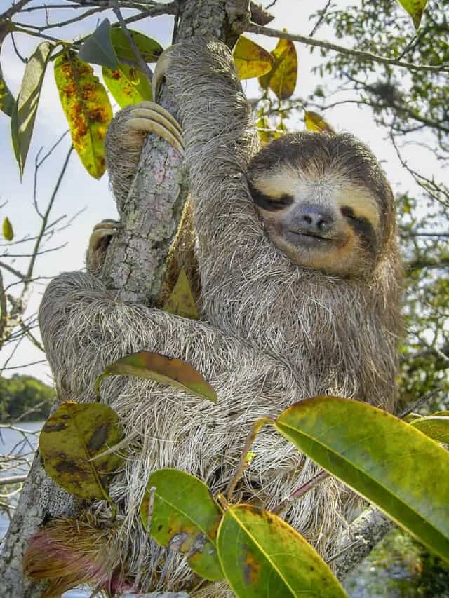 Top 10 Slowest Animals - Animals Around The Globe