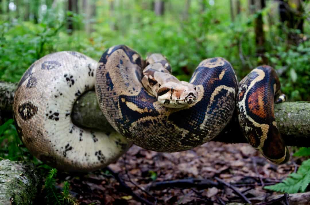 Three Massive Snakes Are Found In A Ceiling - Animals Around The Globe