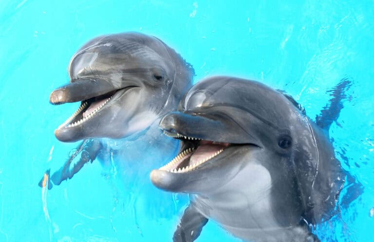 The Truth Behind Dolphin Smiles—It’s Not What You Think - Animals ...