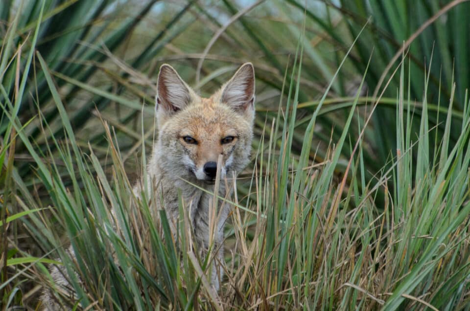 First Known Dog-Fox Hybrid Discovered in Brazil - Animals Around The Globe