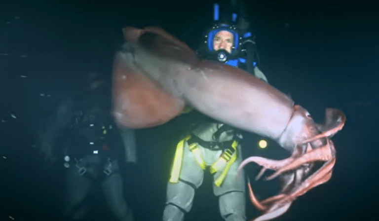 Did a Giant Squid Attack a Submarine in WWII?