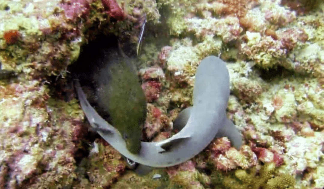 How the Moray Eel Hunts With a Second Set of Jaws - Animals Around The ...