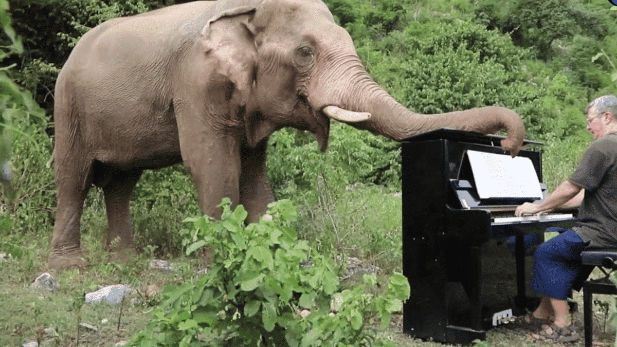 Elephants Ask Rescuer To Play Piano - Animals Around The Globe