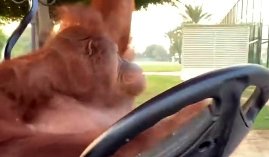 Orangutang Driving to the Banana Store - AATG