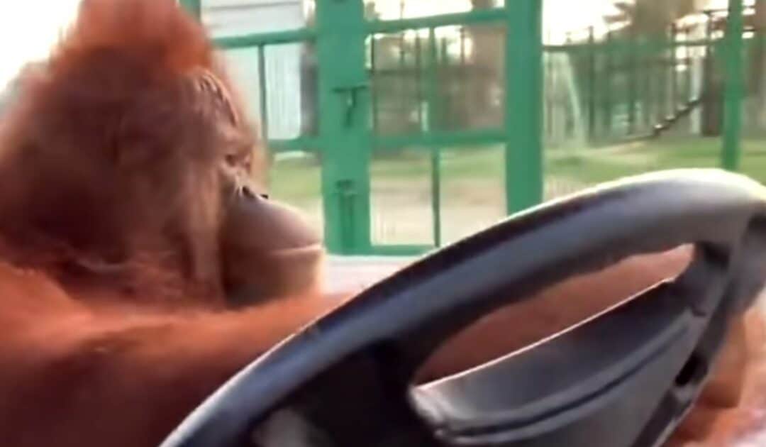 Orangutang Driving to the Banana Store - AATG