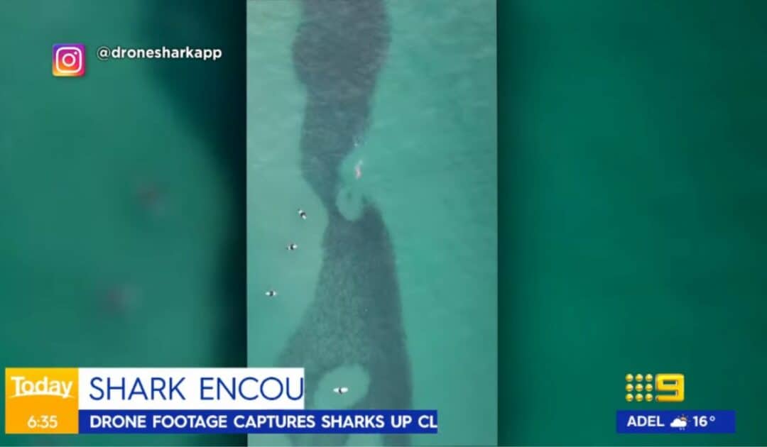 Shark Silently Approaches Unaware Swimmers