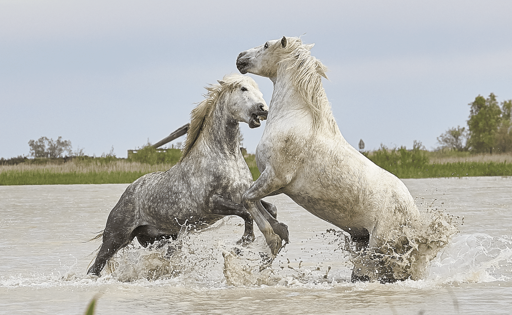 Are There Still Wild Horses in America? - Animals Around The Globe