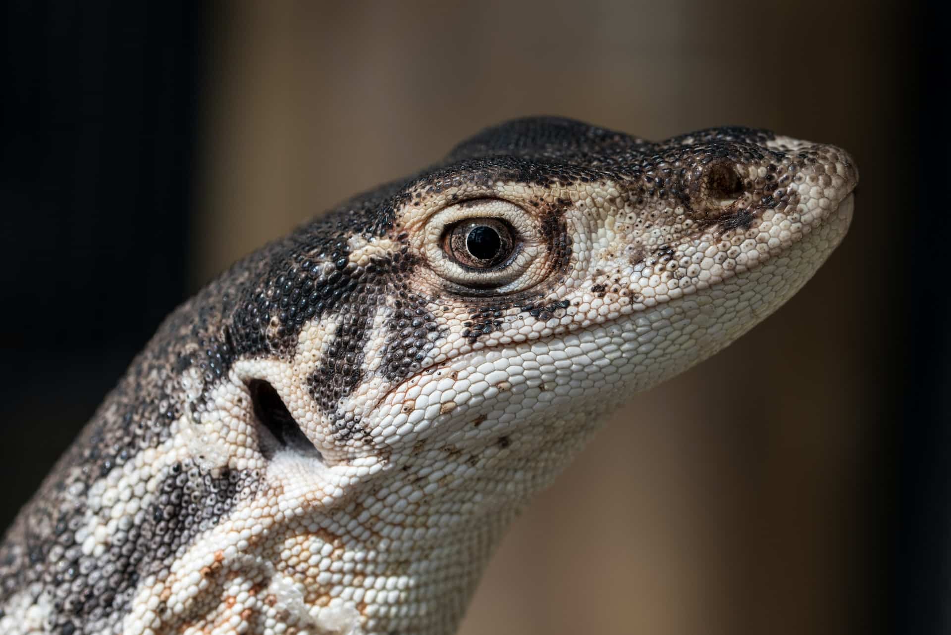 16 Most Intelligent Reptiles Ever Observed - Animals Around The Globe