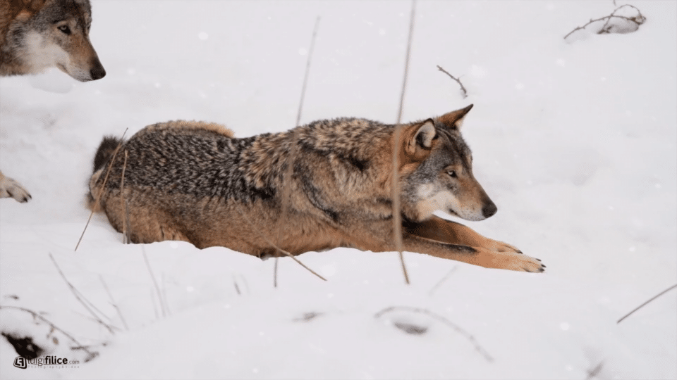 Animals and Wildlife in Italy - Animals Around The Globe