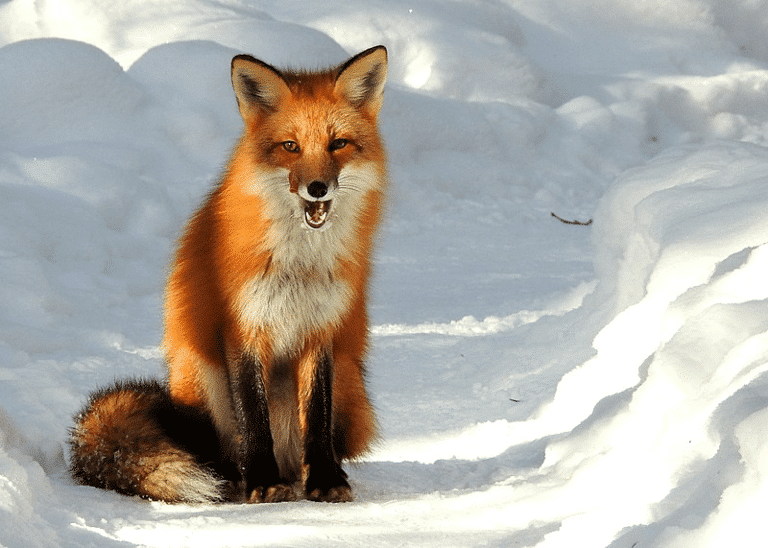 Top 10 Temperate Forest Animals - Animals Around The Globe
