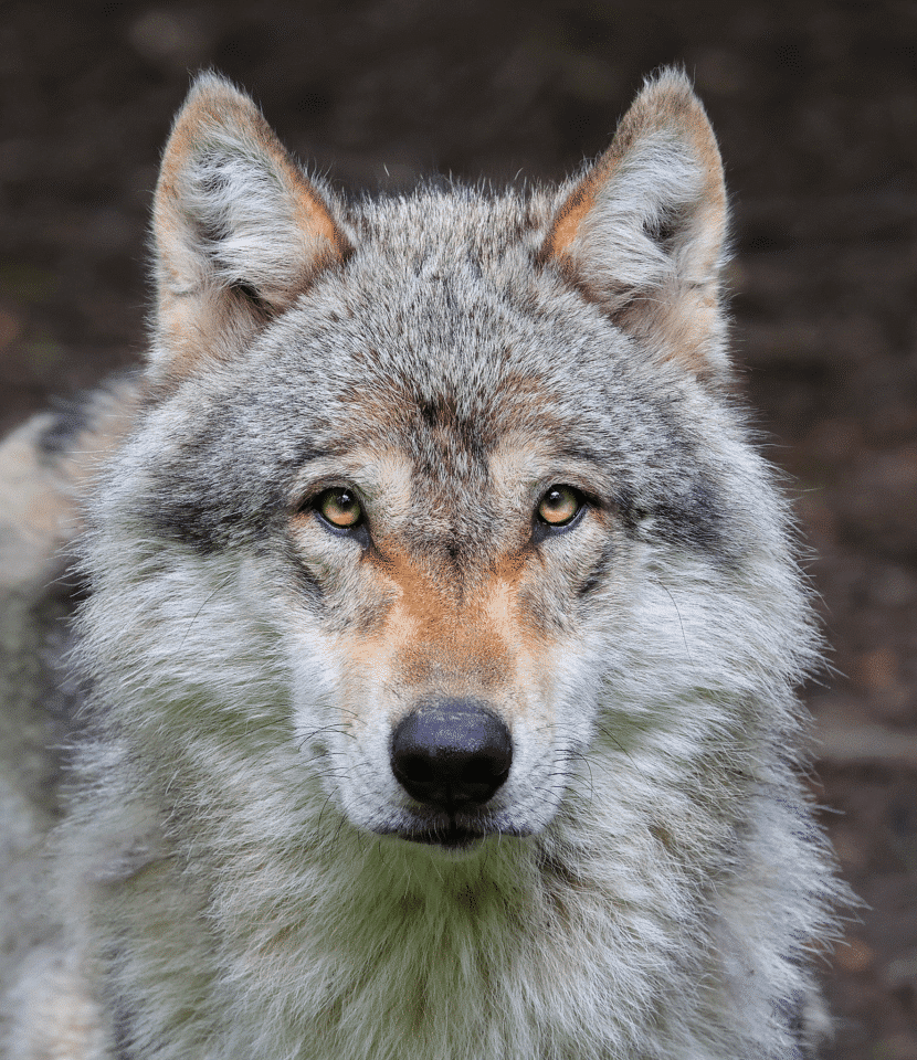 Top 10 Temperate Forest Animals - Animals Around The Globe