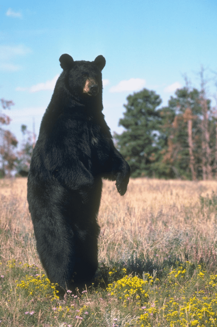 Top 10 Temperate Forest Animals - Animals Around The Globe