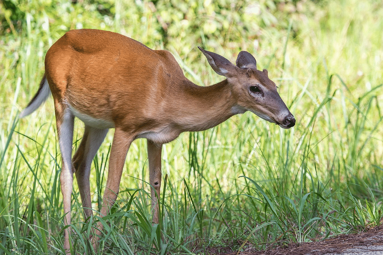 Los 10 mejores animales del bosque templado - Animales alrededor del mundo