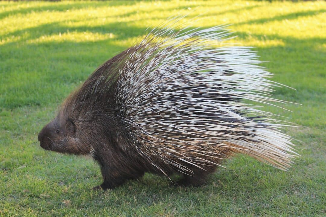 Can Porcupines Actually Shoot Their Quills? The Answer Might Not Be ...