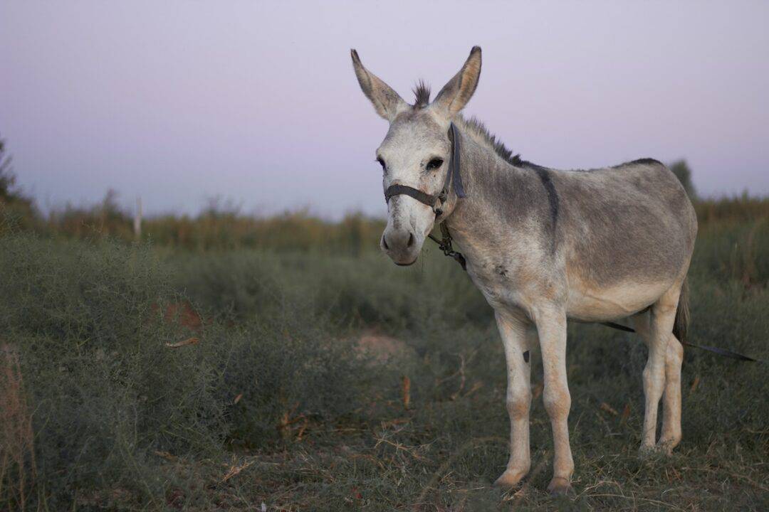 Surprising Facts About Donkeys You Probably Didn’t Know - Animals ...