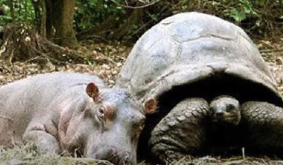 Heroic 130-Year-Old Tortoise Saves a Baby Hippo After Tragic Tsunami