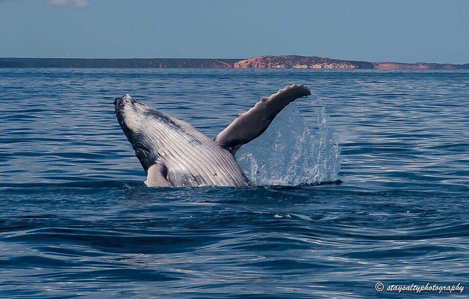 Where to Watch Humpback Whales Breach During Migration - Animals Around ...