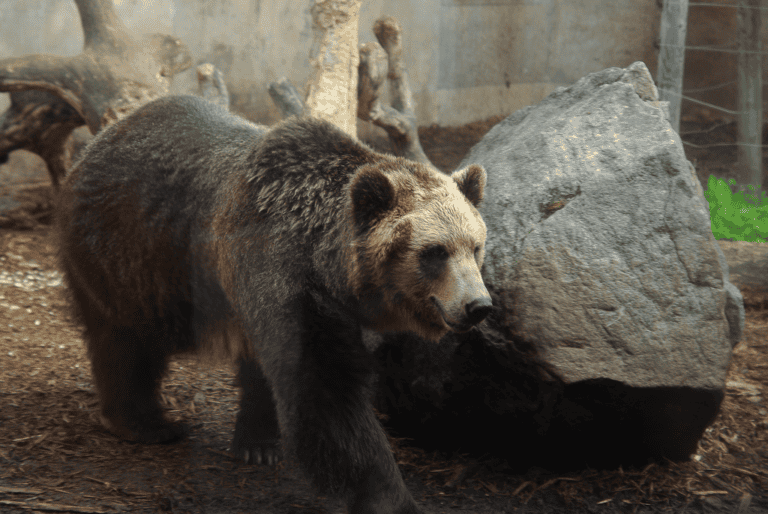 11 Bear Species Ranked by Strength and Bite Force - Animals Around The ...