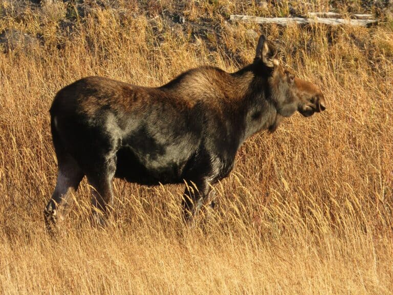 Encounter The Largest Moose in the World - Animals Around The Globe