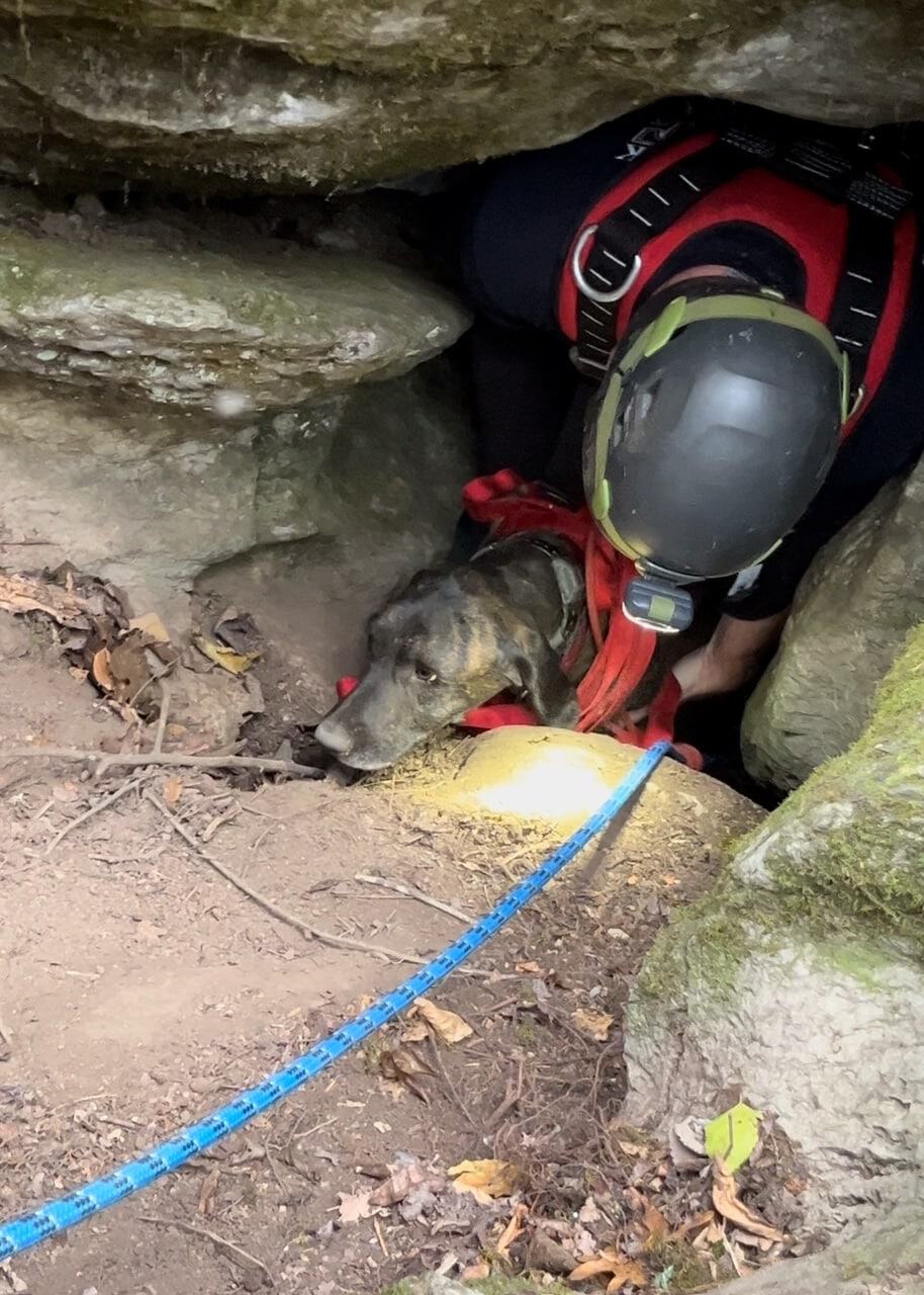 Dog Trapped in Cave with Bear For Three Days is Rescued - Animals ...