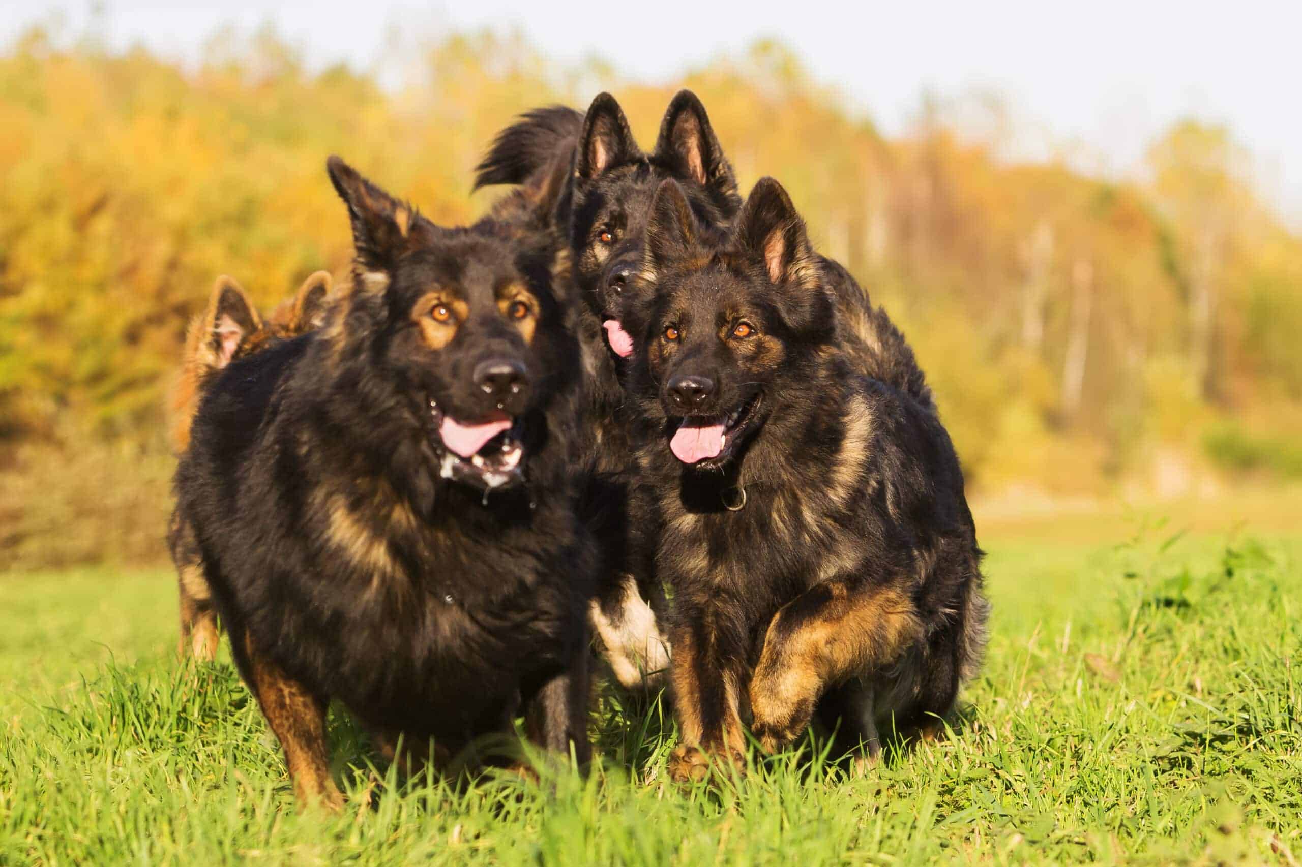 60 Fun Facts About Dogs You Probably Didn’t Know Before - Animals ...