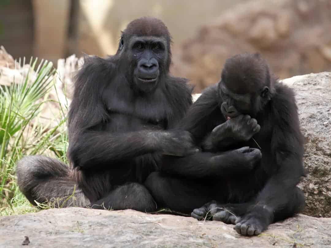 Gorilla Mating: A Look at Their Complex Social Structure and ...