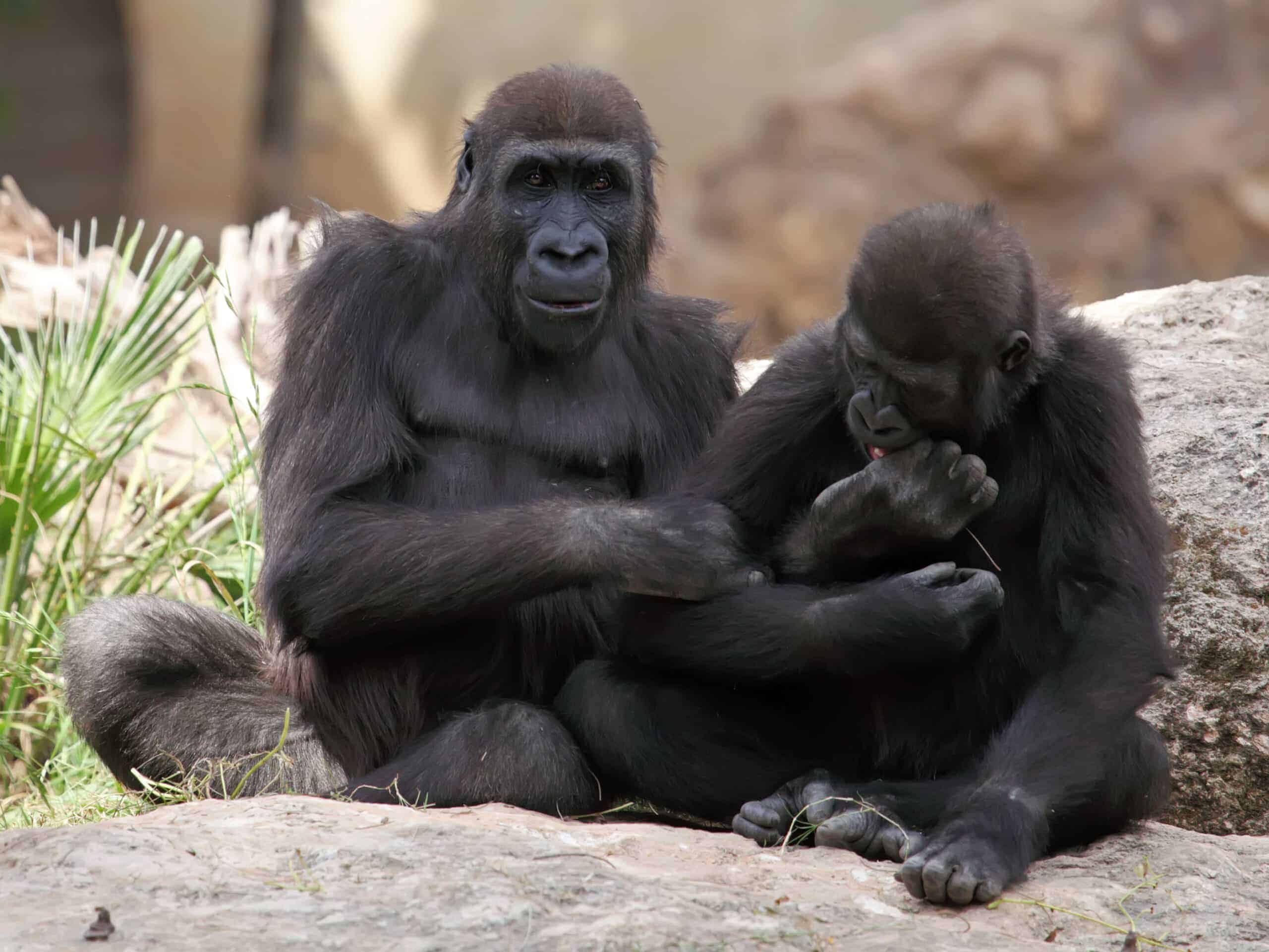 Gorilla Mating: A Look at Their Complex Social Structure and ...