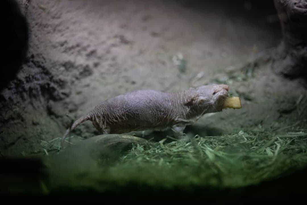 12 Wild Creatures That Live Their Entire Lives Underground - Animals ...