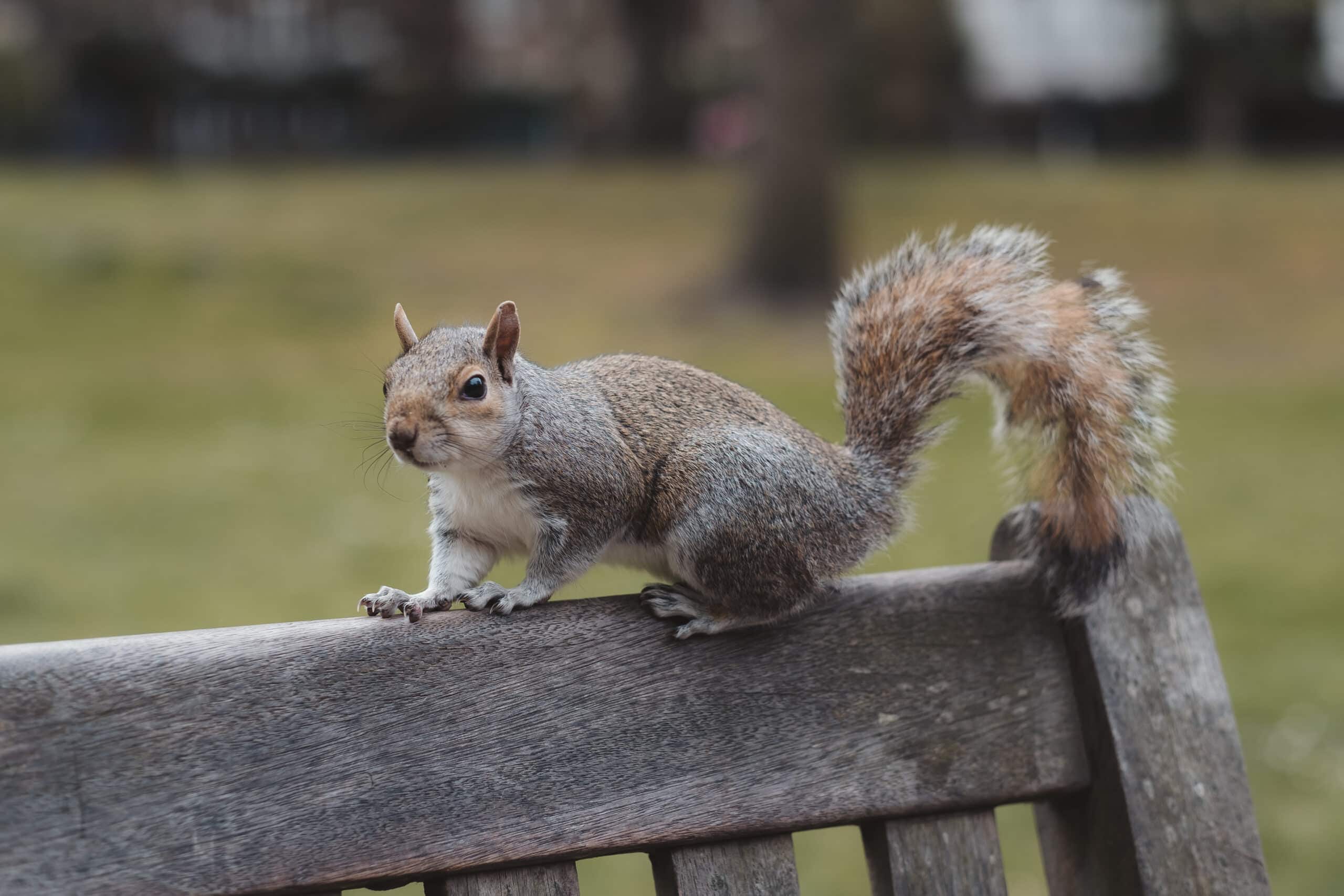 New York City Parks: A Surprising Sanctuary for Wildlife - Animals ...