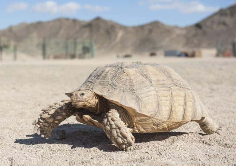 The 13 Longest-Living Animals and How They Defy Aging - Animals Around ...